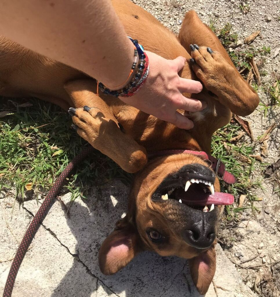 K9 Lifesavers MX | Dog Rescue