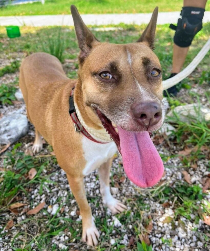 K9 Lifesavers MX | Dog Rescue